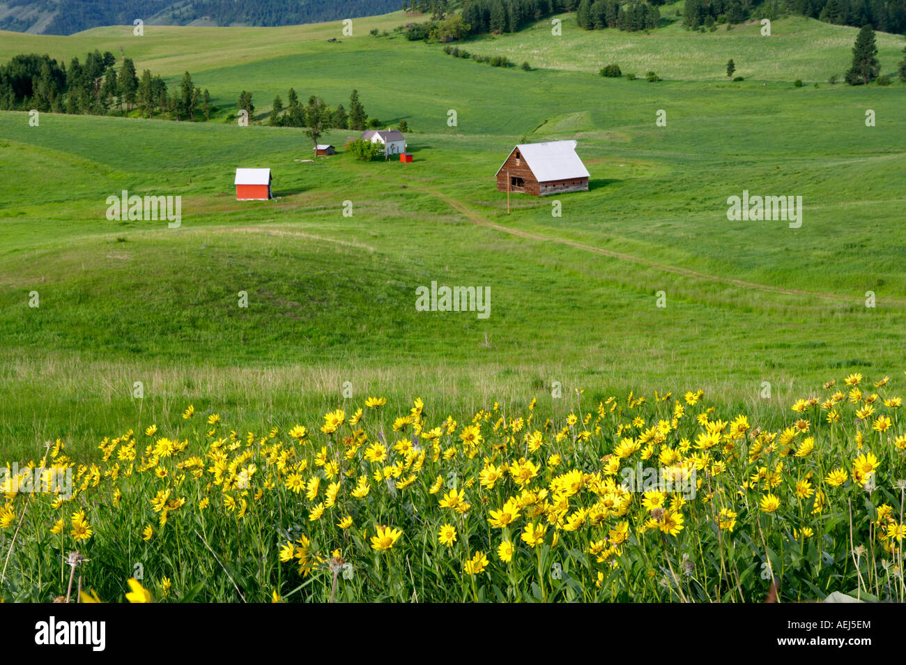 Barn wildflowers and pasture Near Flora Oregon Stock Photo - Alamy
