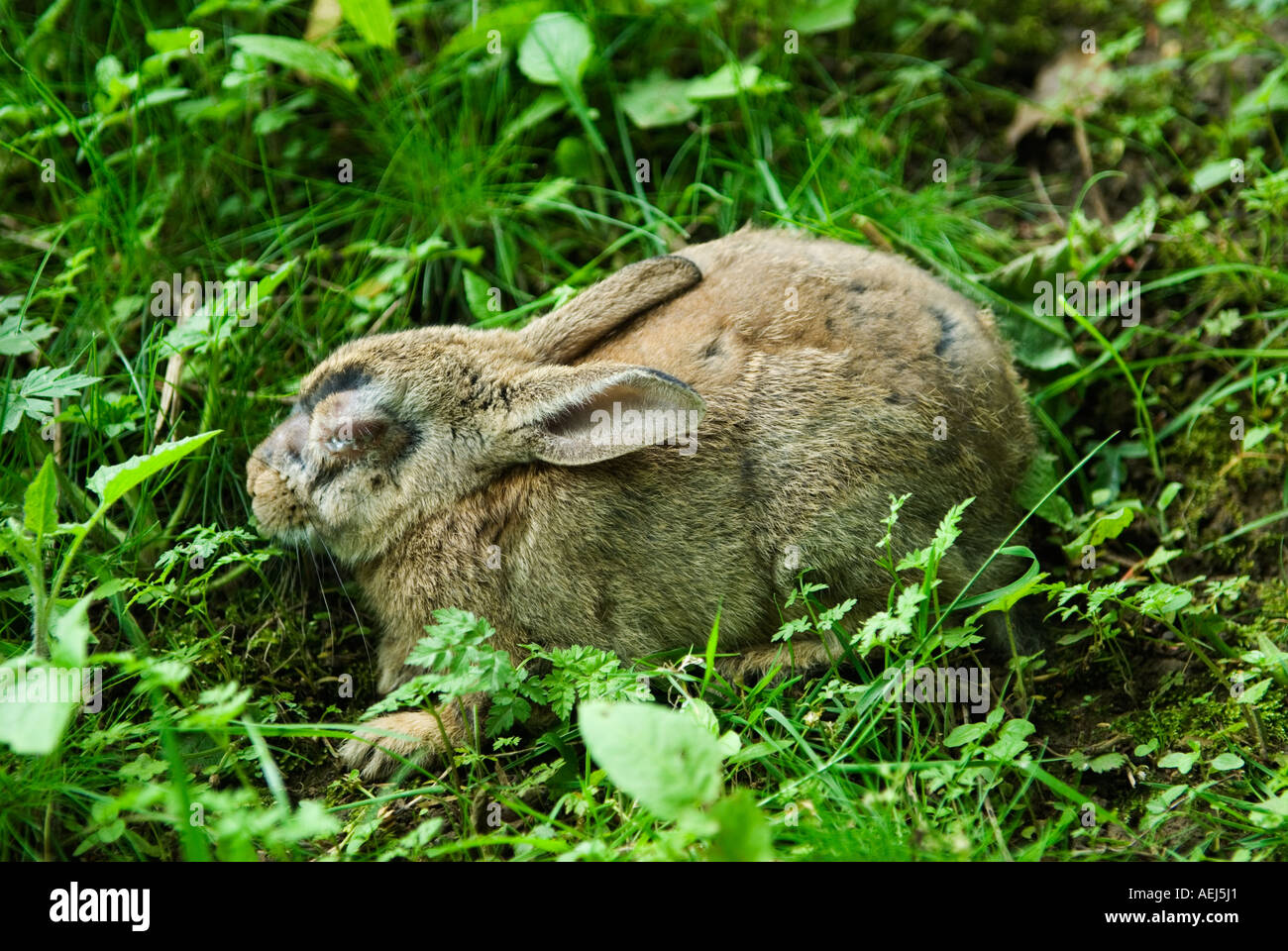 Death rabbit hi-res stock photography and images - Alamy