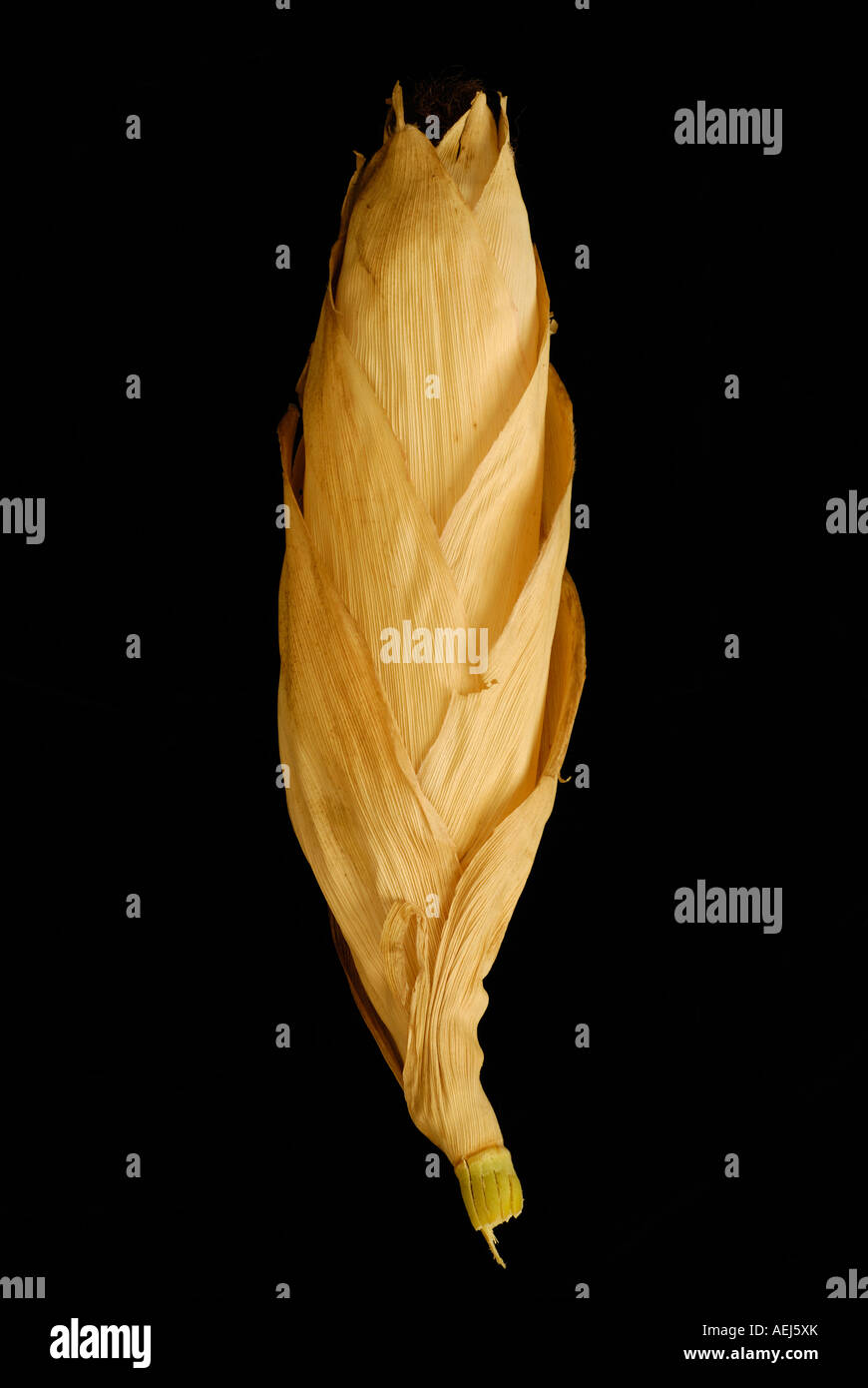 Mature Ear of Corn in Husk Stock Photo - Alamy