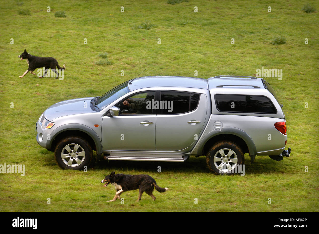 Border collie dog lamb hi-res stock photography and images - Alamy