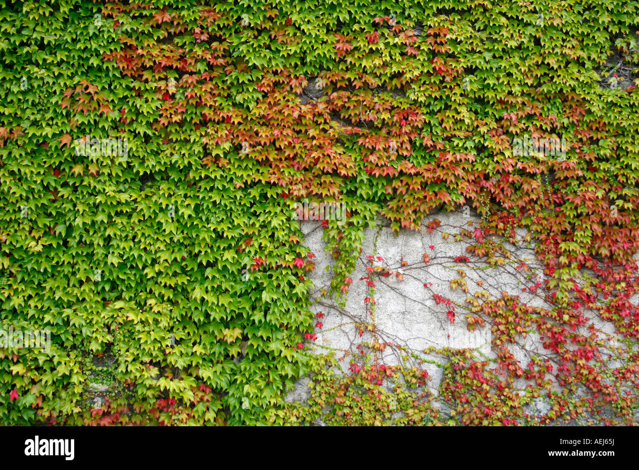 Creeping climbing plant on a wall with green and red leaves Stock Photo ...