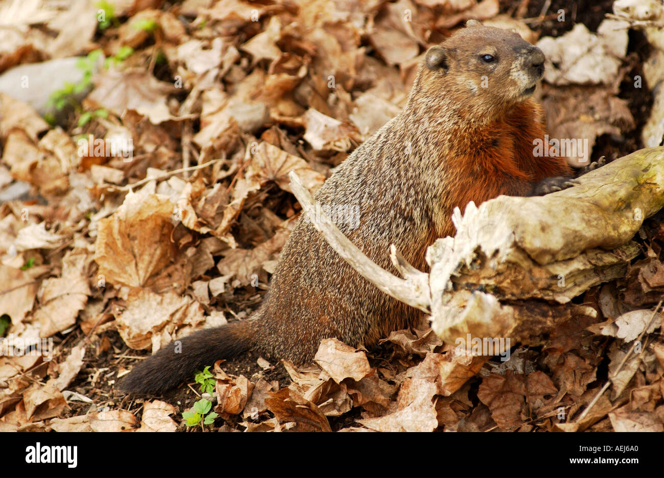 Dead Woodchuck High Resolution Stock Photography and Images - Alamy