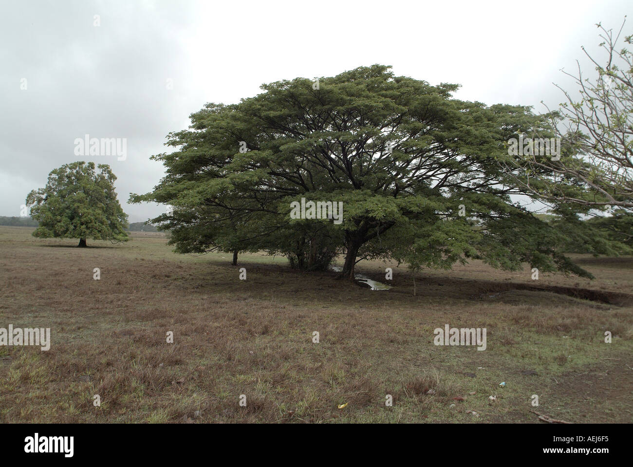 Guanacaste tree in Costa Rica Stock Photo - Alamy