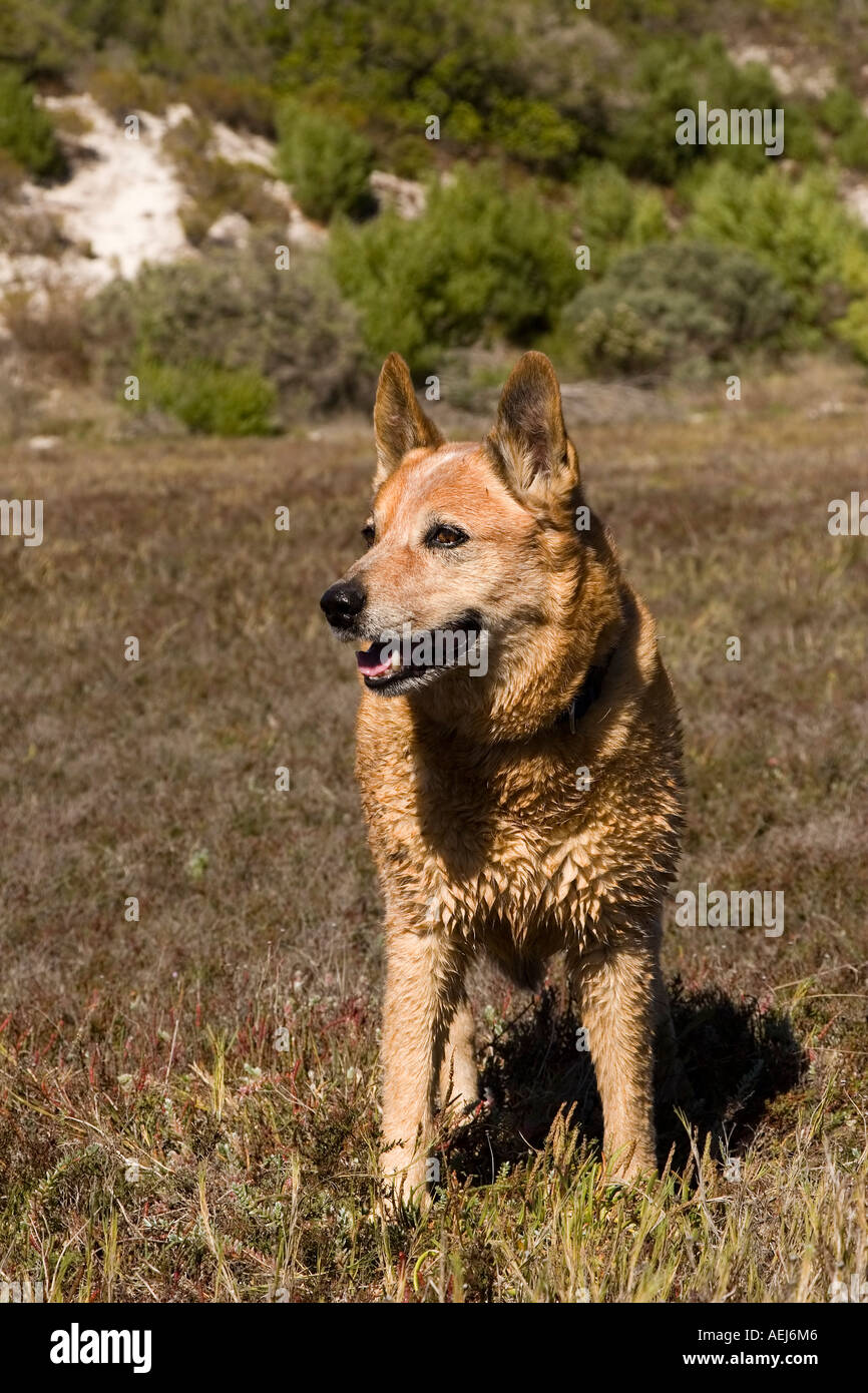Red heeler hi-res stock photography and images - Alamy