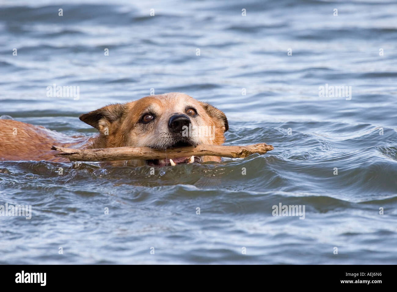 Australian Cattle Dog (red heeler) retrieving stick from water Stock ...