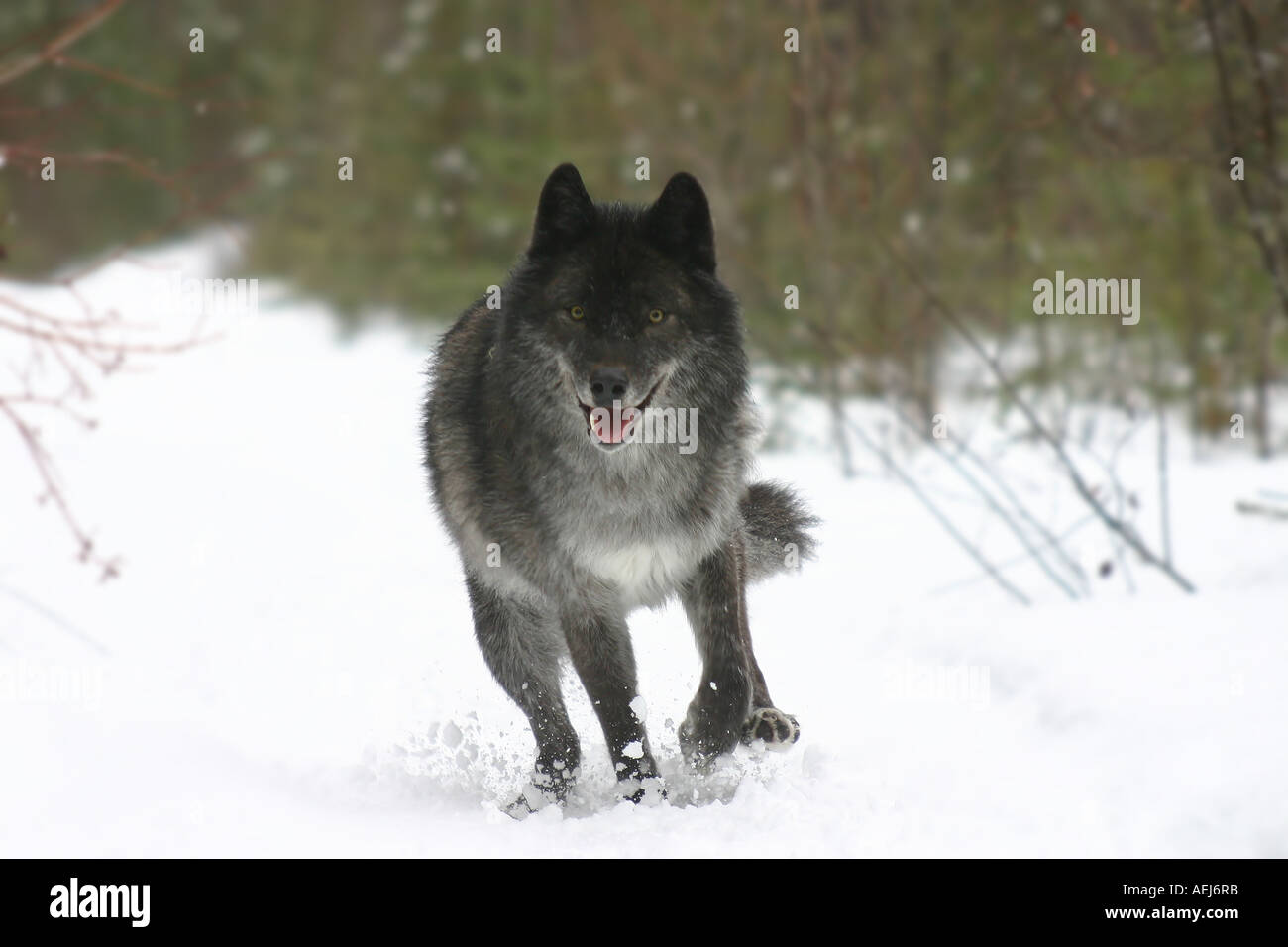 Lean wolf hi-res stock photography and images - Alamy