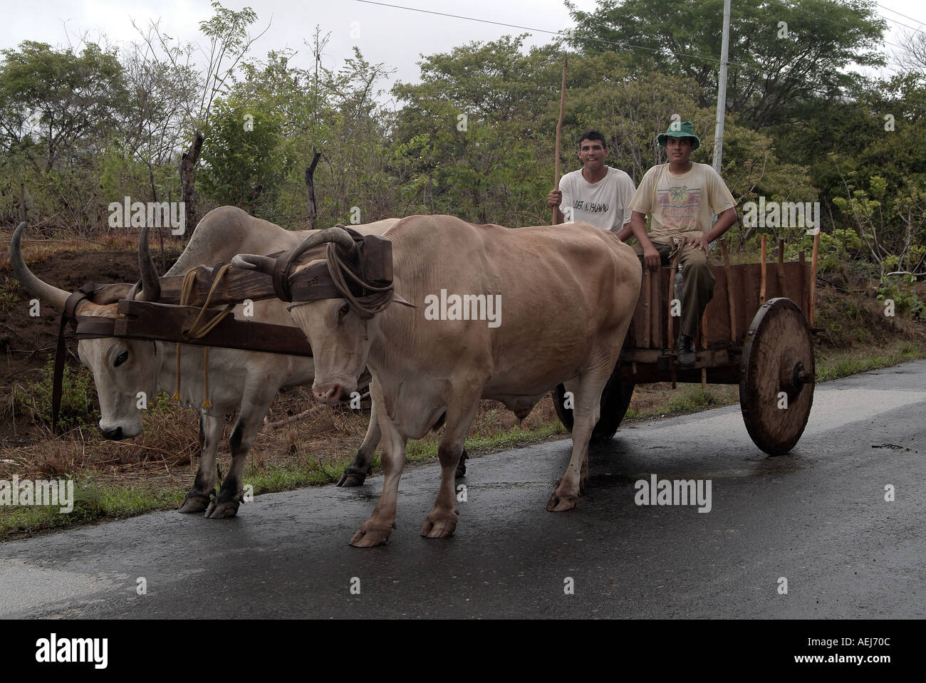 Wagon pulled by two cows in Costa Rica Stock Photo - Alamy