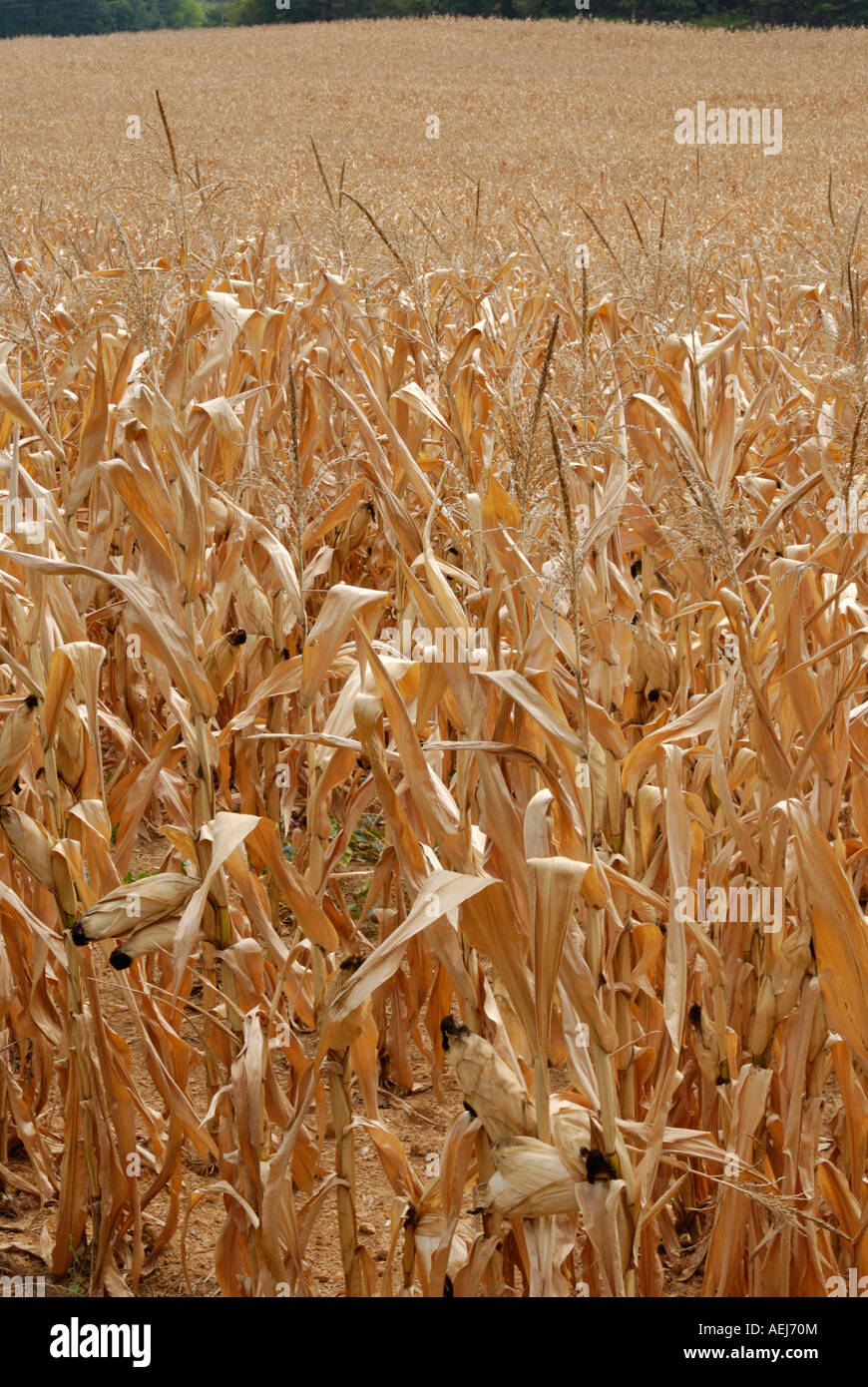 Mature Corn Field, Georgia USA Stock Photo - Alamy