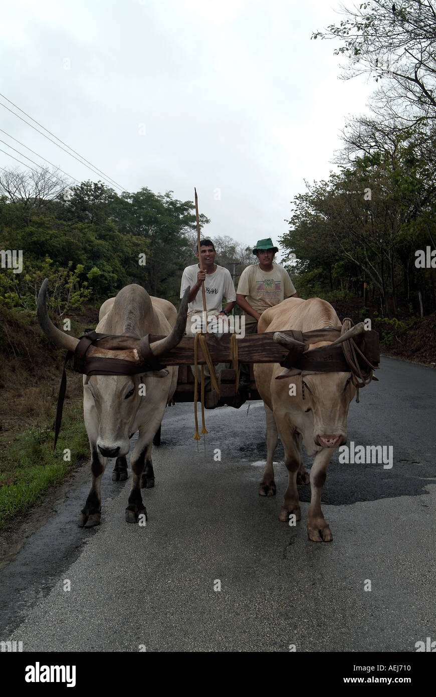 Wagon pulled by two cows in Costa Rica Stock Photo - Alamy