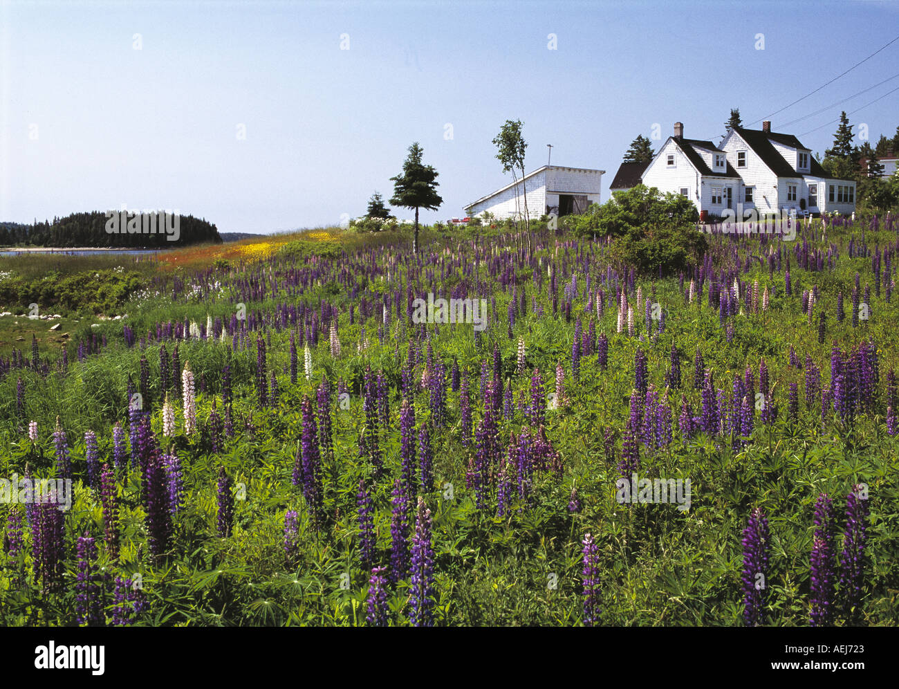 Boutiliers Point House in a flower field Nova Scotia Canada Stock Photo ...