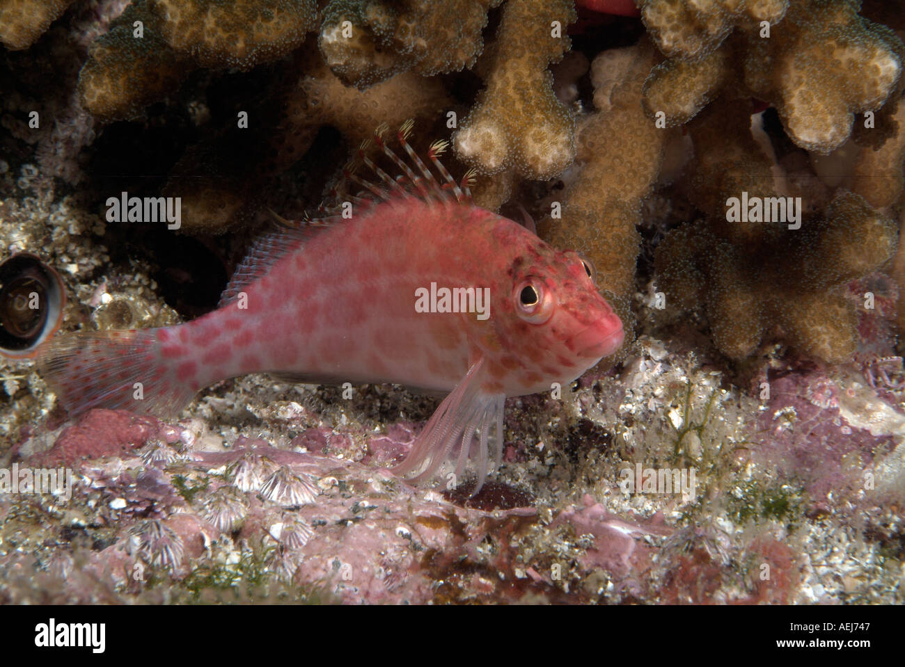 Redspotted hawkfish off Costa Rica, Catalina Islands Stock Photo - Alamy
