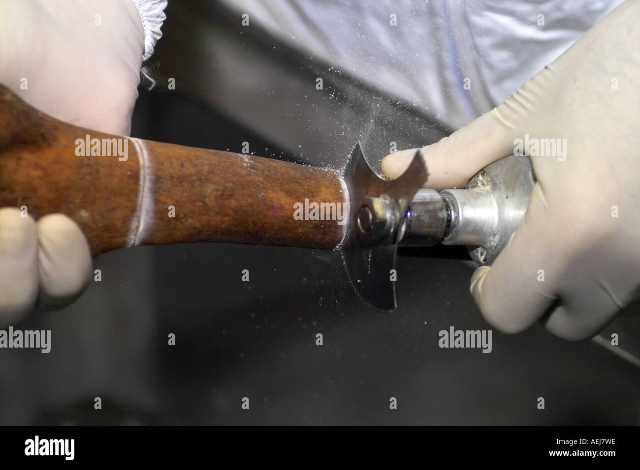 Cutting section of human bone to make sample for DNA analysis ...