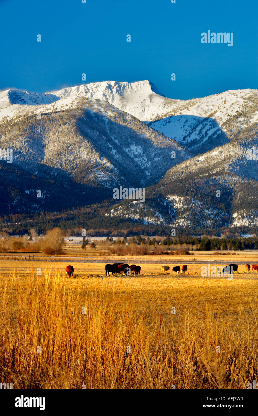 Elkhorn Range in with snow and cattle in pasture Blue Mountains Oregon ...