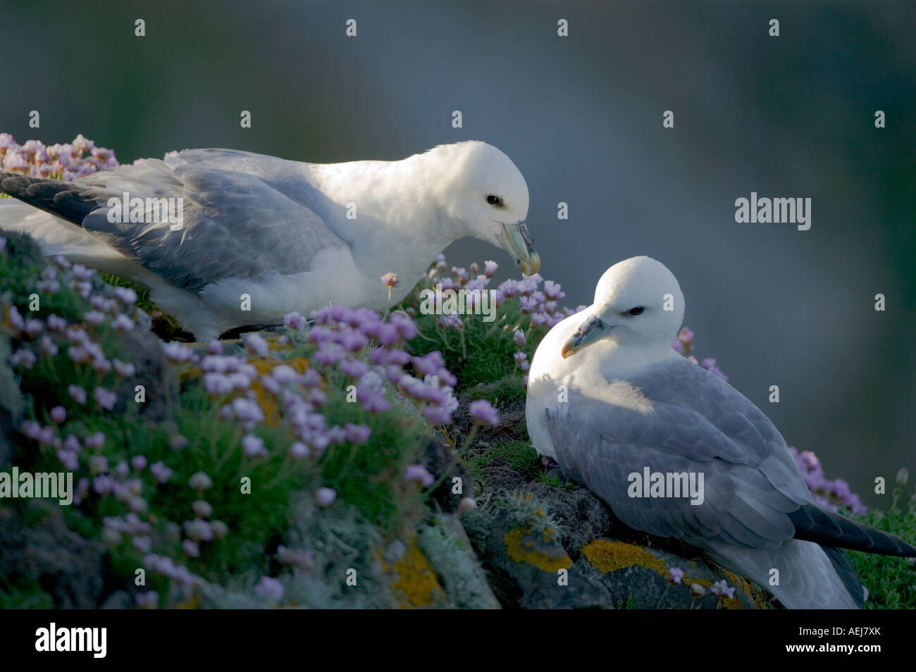Common Gulls nesting, Larus Canus Stock Photo - Alamy