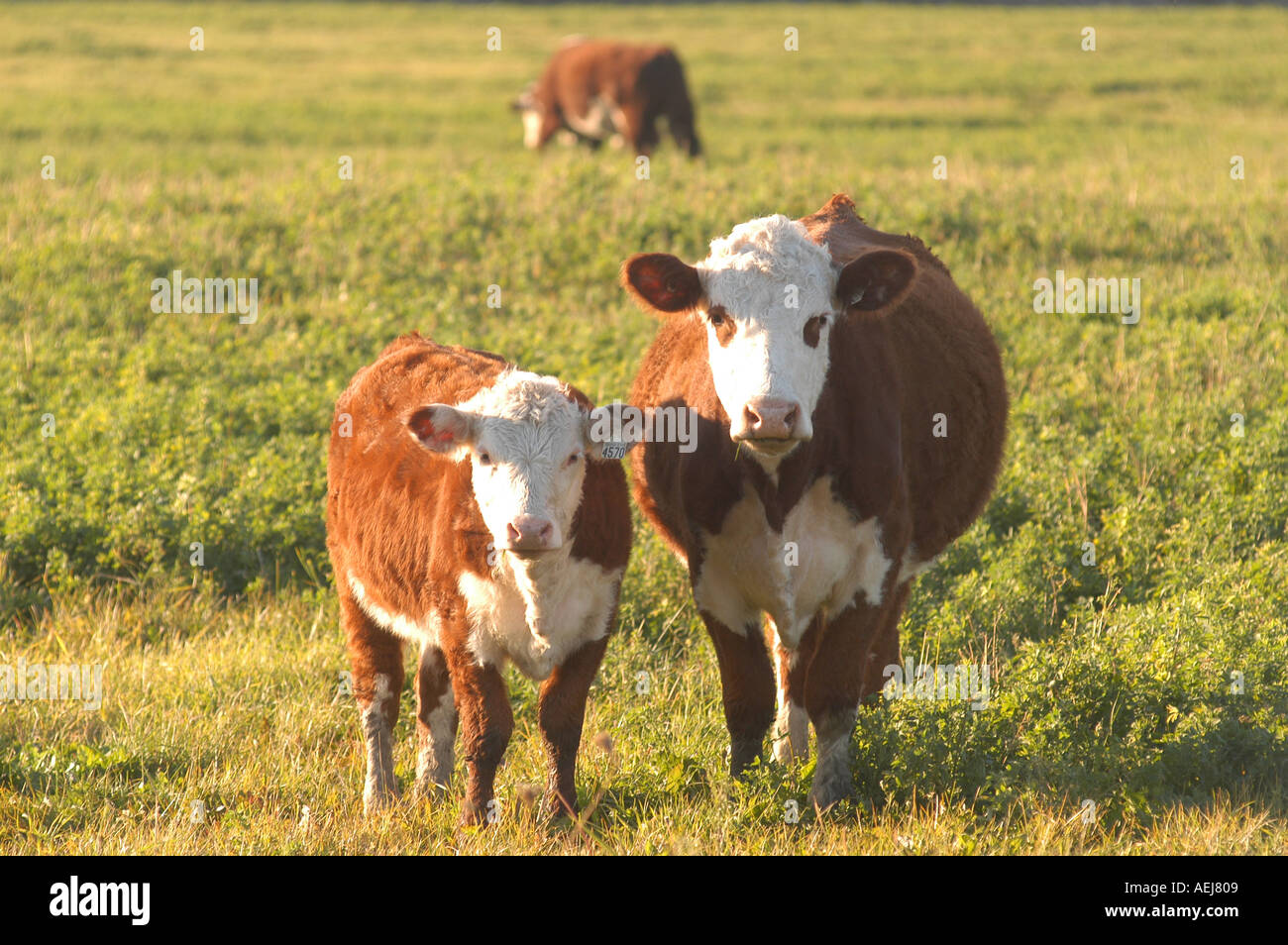 Cow and calf Stock Photo - Alamy