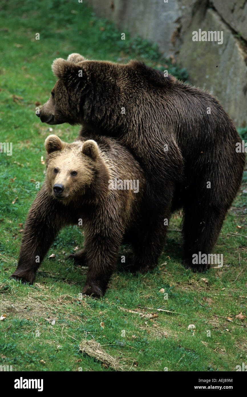 Bear bears hi-res stock photography and images - Alamy