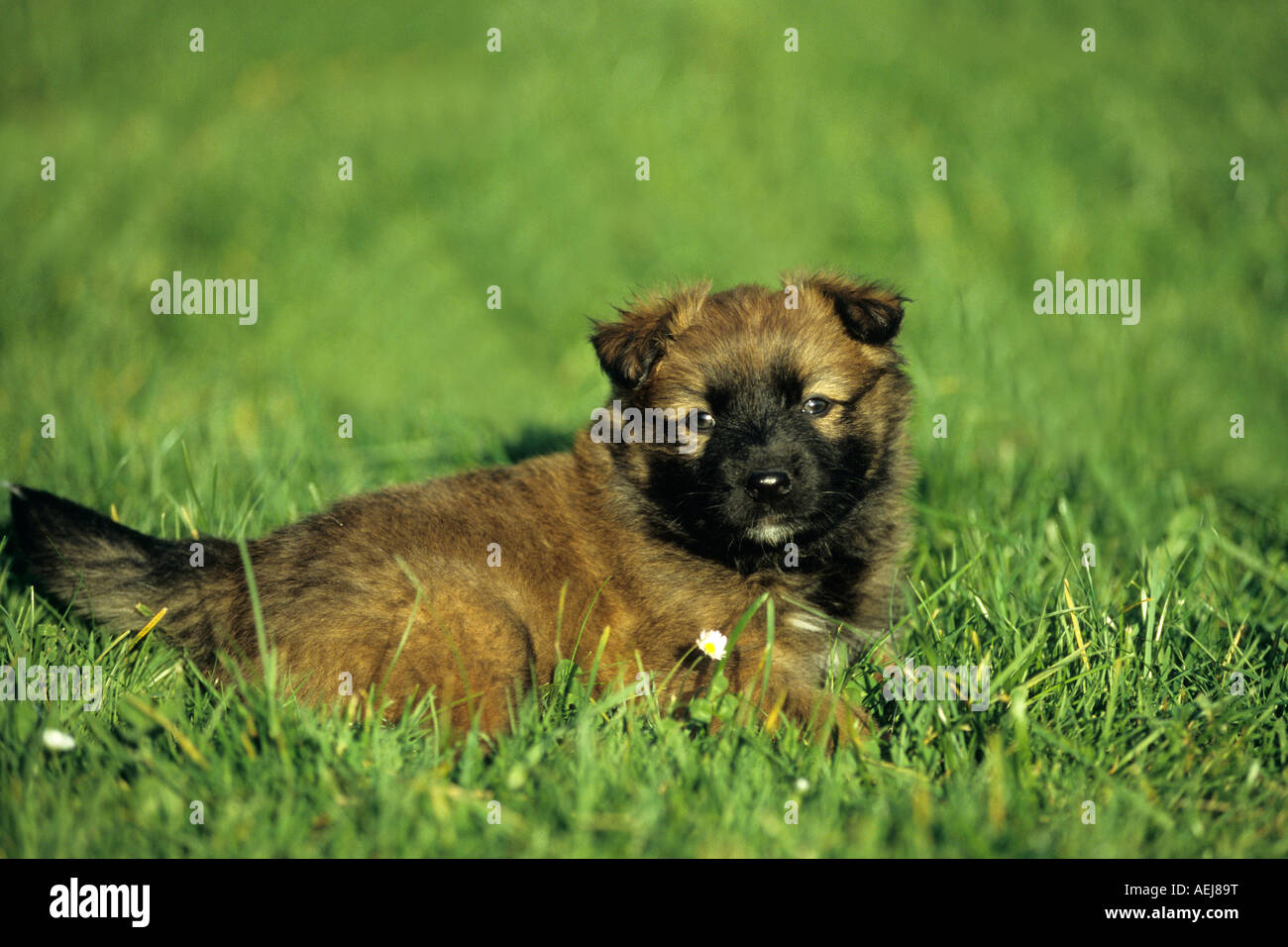 Dog, Harzer Fuchs Stock Photo - Alamy