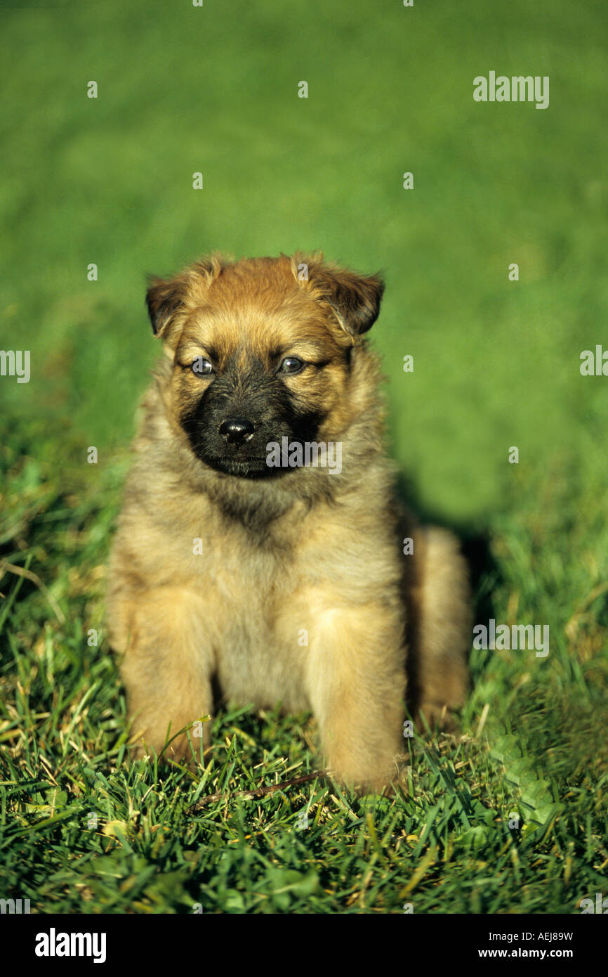 Dog, Harzer Fuchs Stock Photo - Alamy