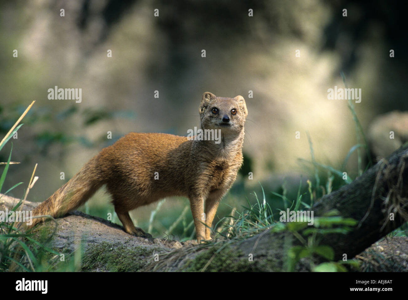 Fox mongoose cynictis penicillata hi-res stock photography and images ...