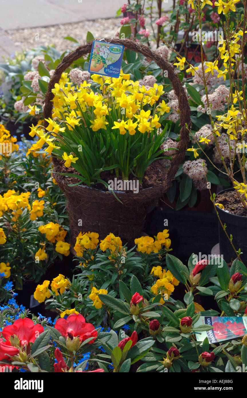 Flowers on show hi-res stock photography and images - Alamy