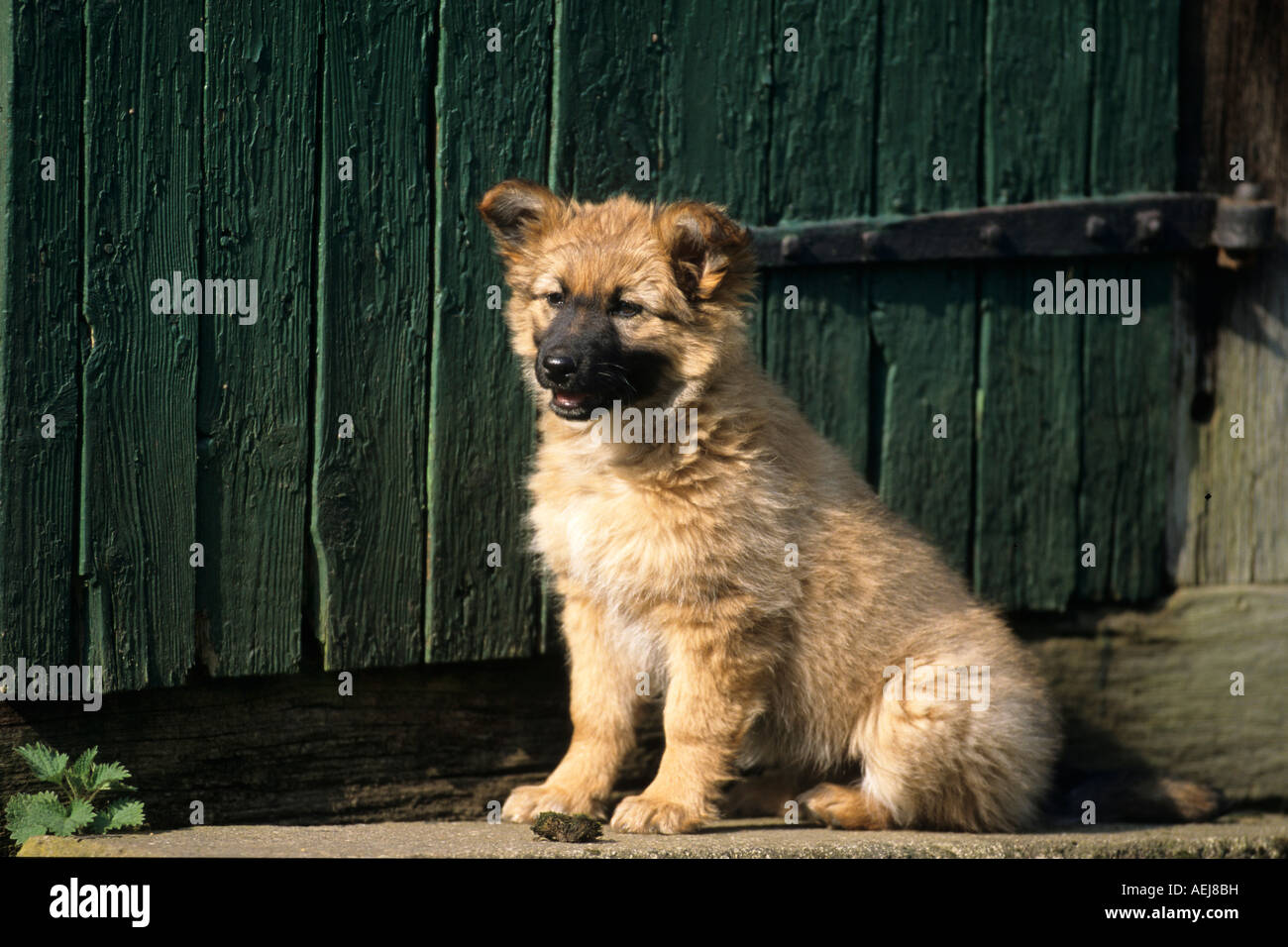 Hund harzer fuchs welpen hi-res stock photography and images - Alamy