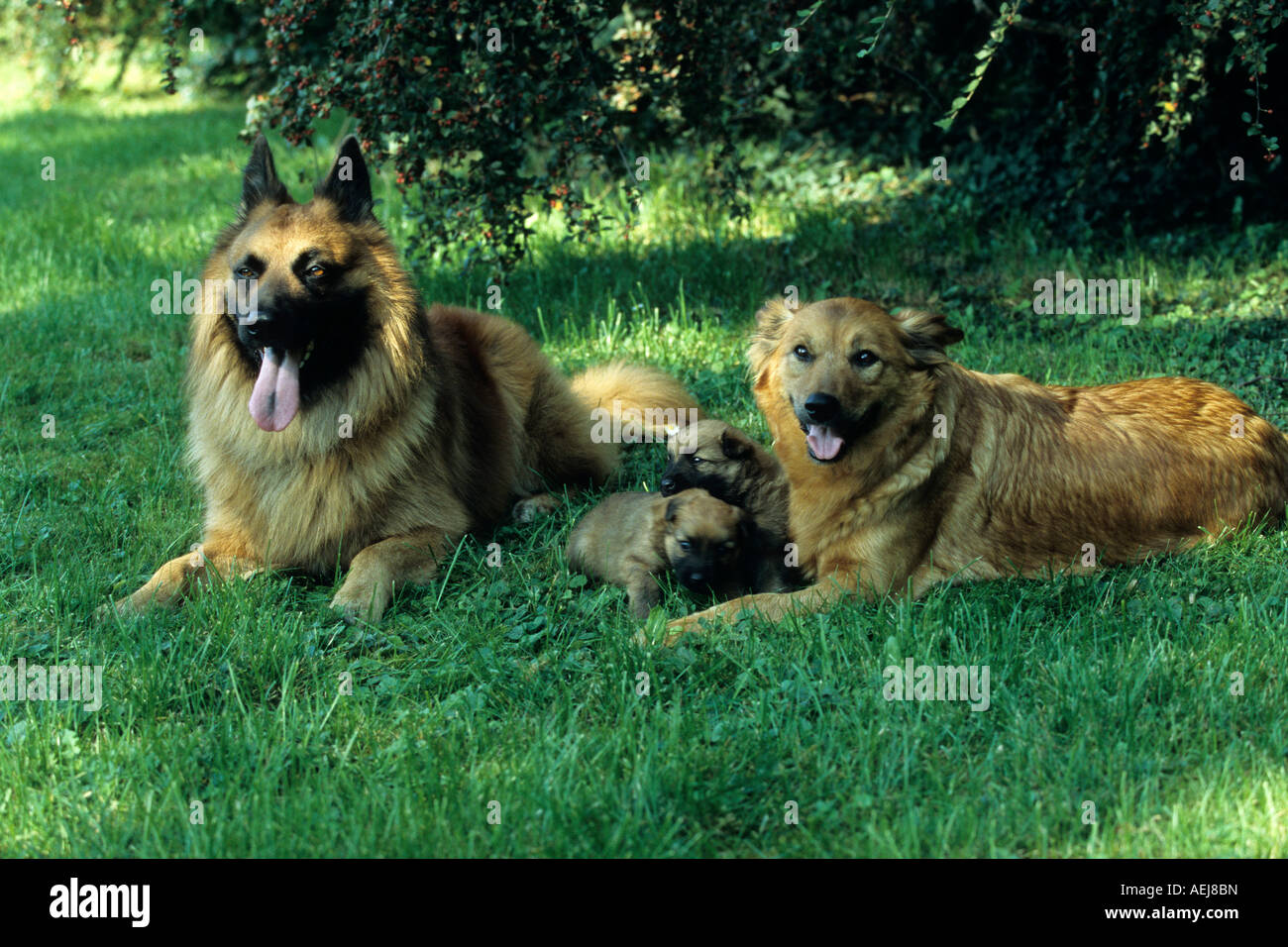 Hundefamilie hi-res stock photography and images - Alamy