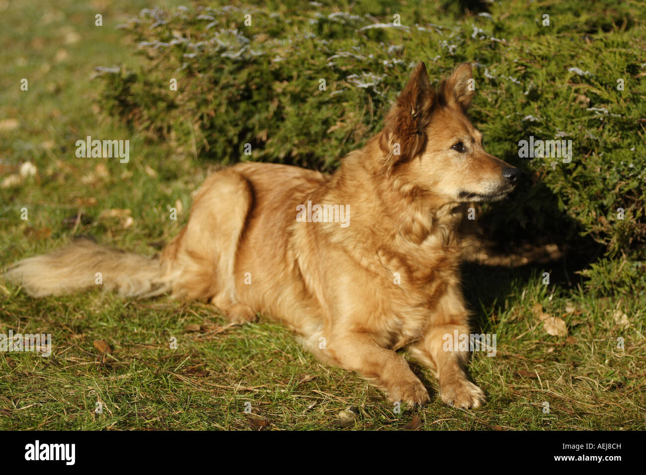Dog, Harzer Fuchs Stock Photo - Alamy