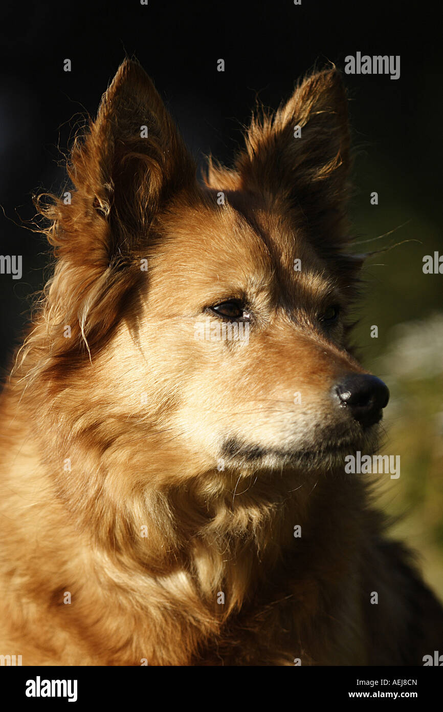 Dog, Harzer Fuchs Stock Photo - Alamy