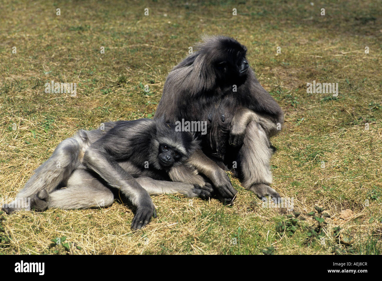 Gibbon, Mueller's Bornean Gibbon (Hylobates muelleri Stock Photo - Alamy