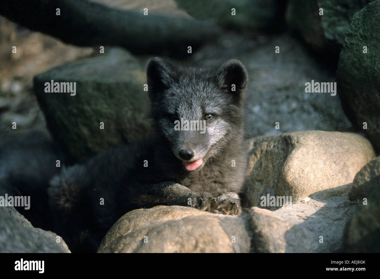 Arctic fox (alopex lagopus Stock Photo - Alamy