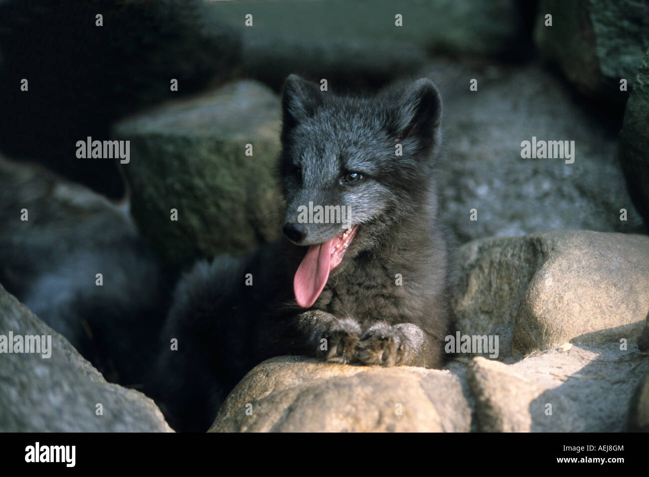 Arctic fox (alopex lagopus Stock Photo - Alamy