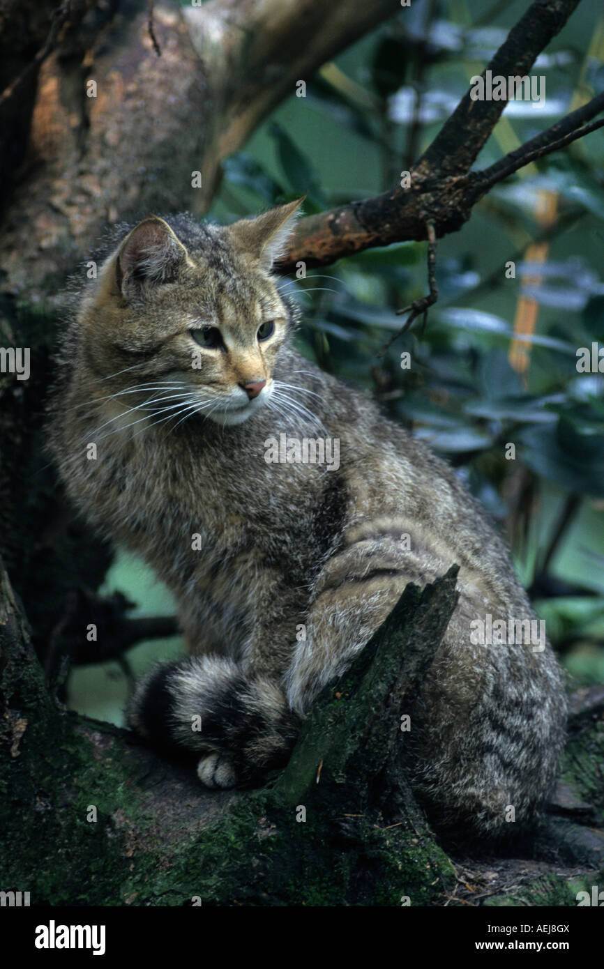 Wild cat (Felis silvestris Stock Photo - Alamy