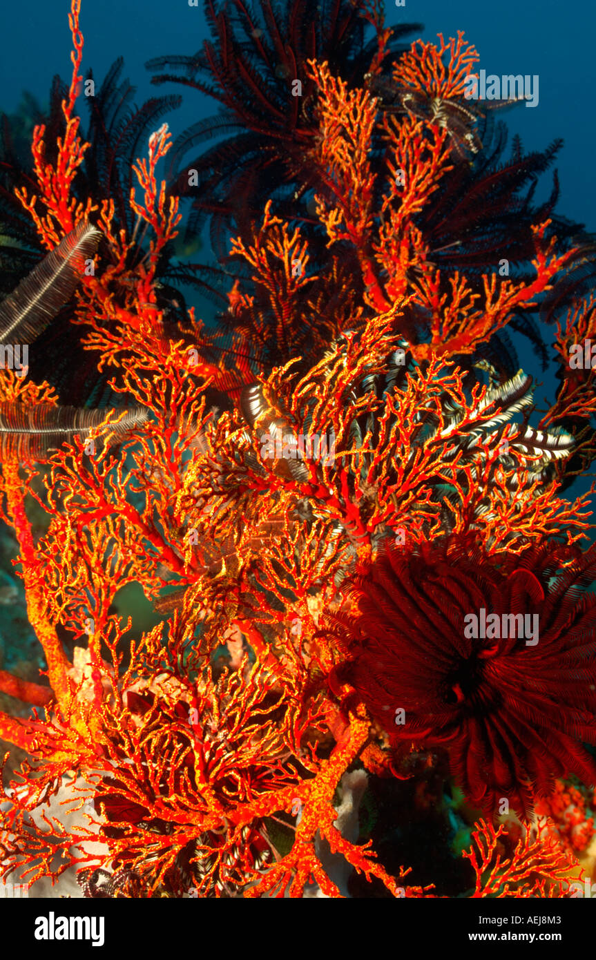 Red sea fan Stock Photo - Alamy