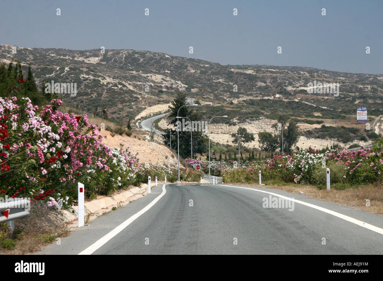 Highway with Oleander (Nerium oleander) on Cyprus, driving on the left ...
