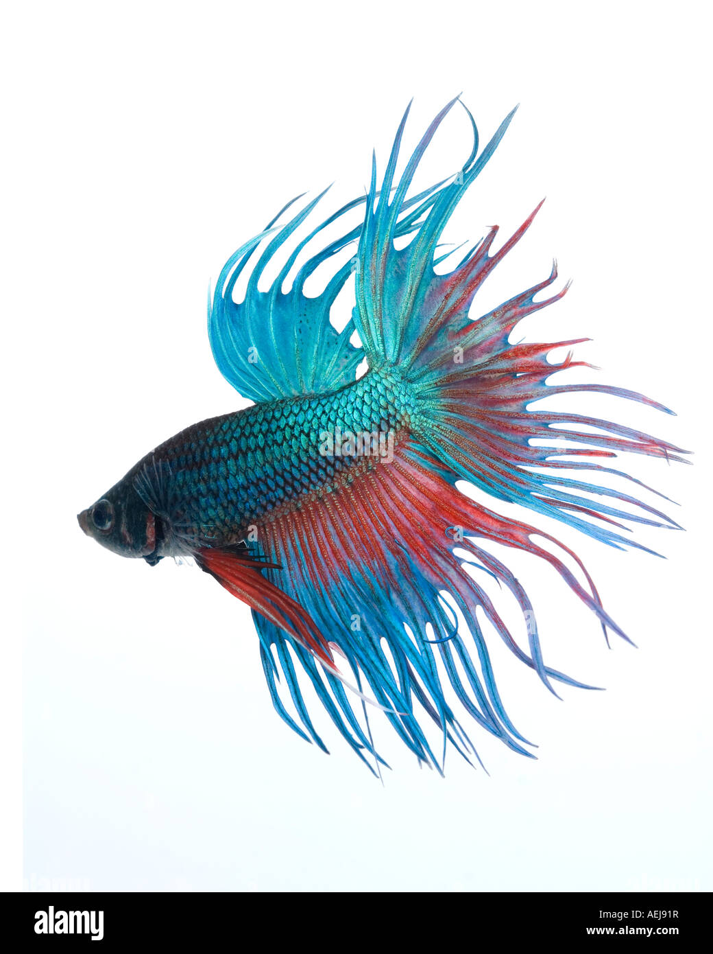 Turquoise red crown betta fish hi-res stock photography and images - Alamy