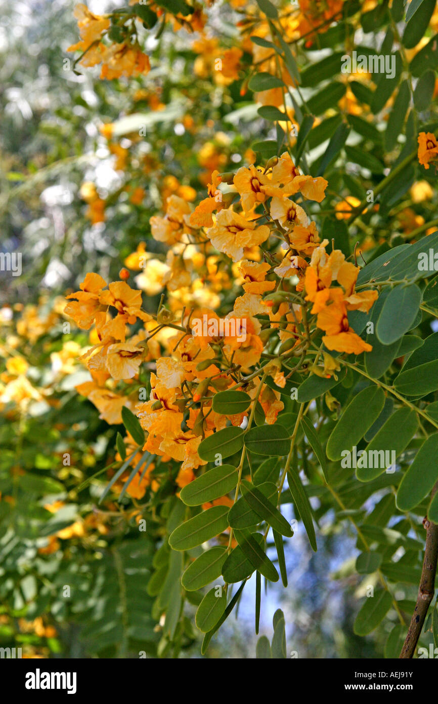 Acacia acacia cyprus hi-res stock photography and images - Alamy