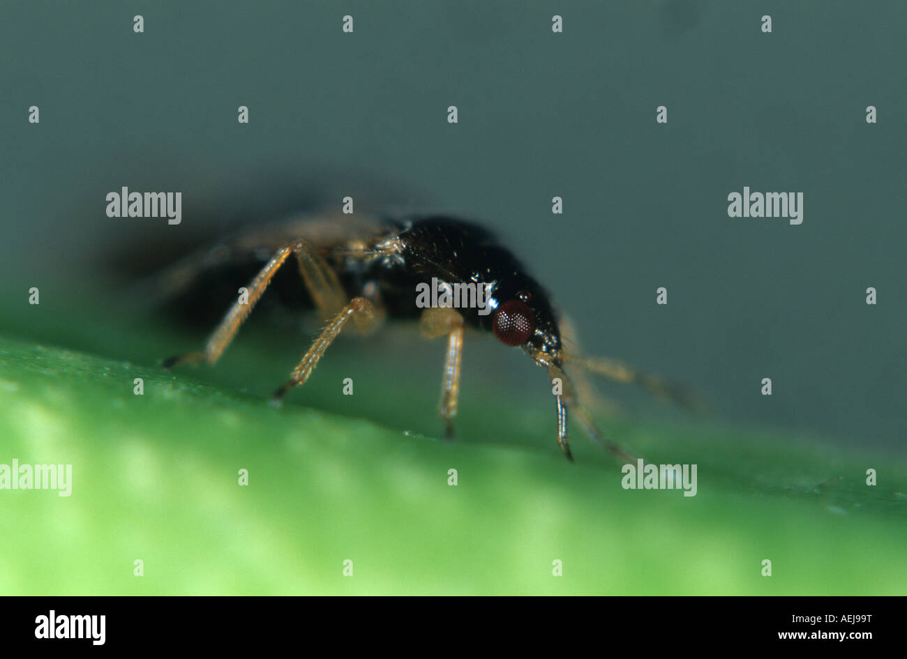 Flower bug Orius laevigatus head on of adult predator bug Stock Photo ...