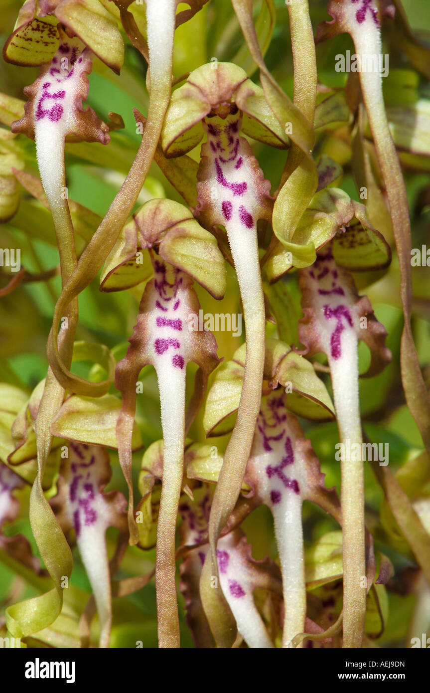 Lizard orchids hi-res stock photography and images - Alamy