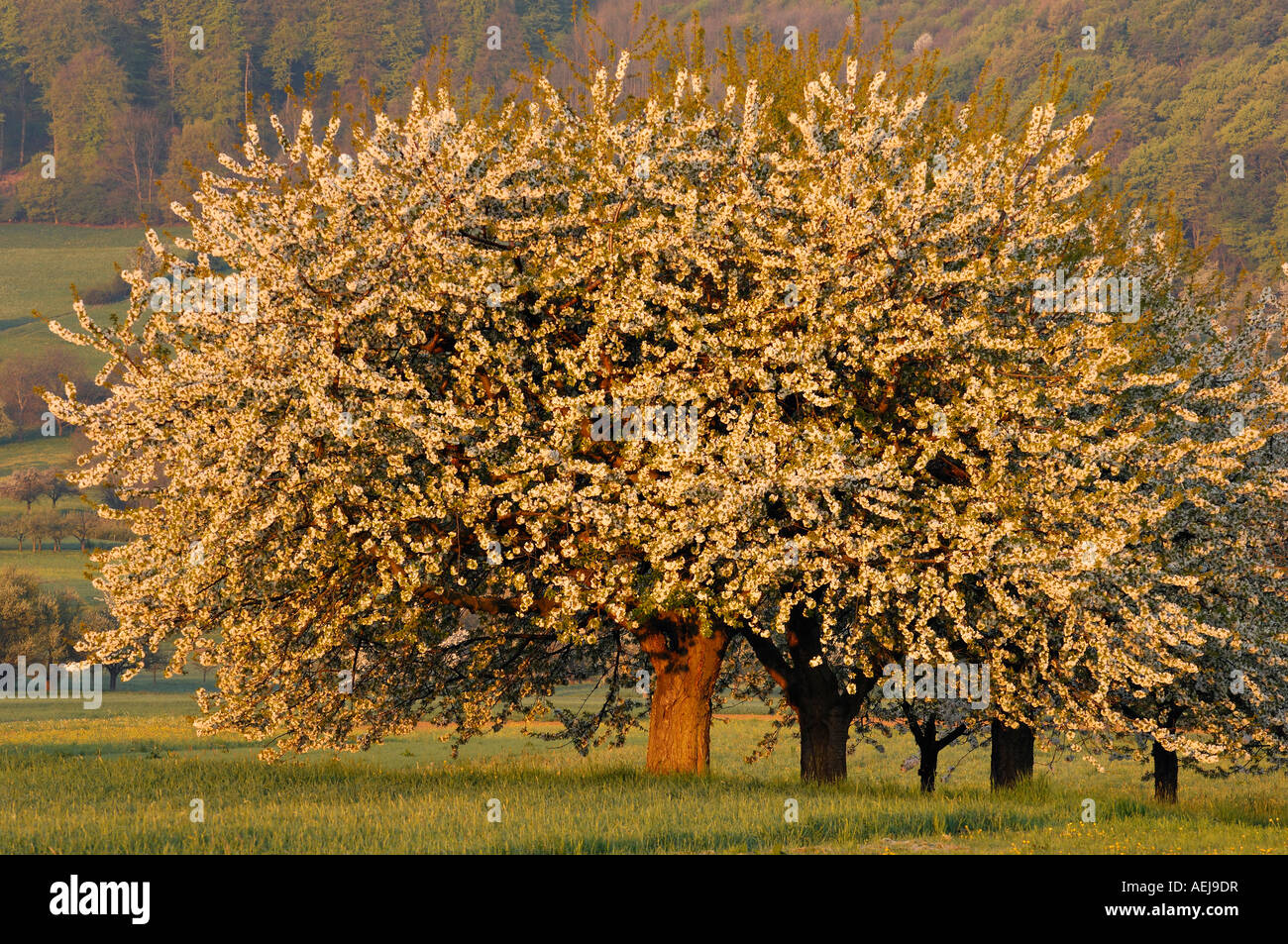 Blooming cherry tree in the morning light Stock Photo - Alamy