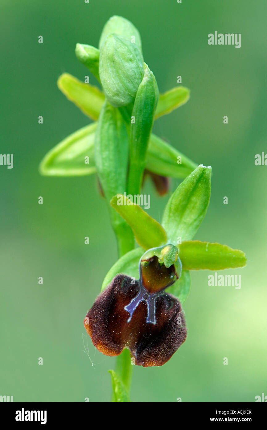 Spider orchid hi-res stock photography and images - Alamy