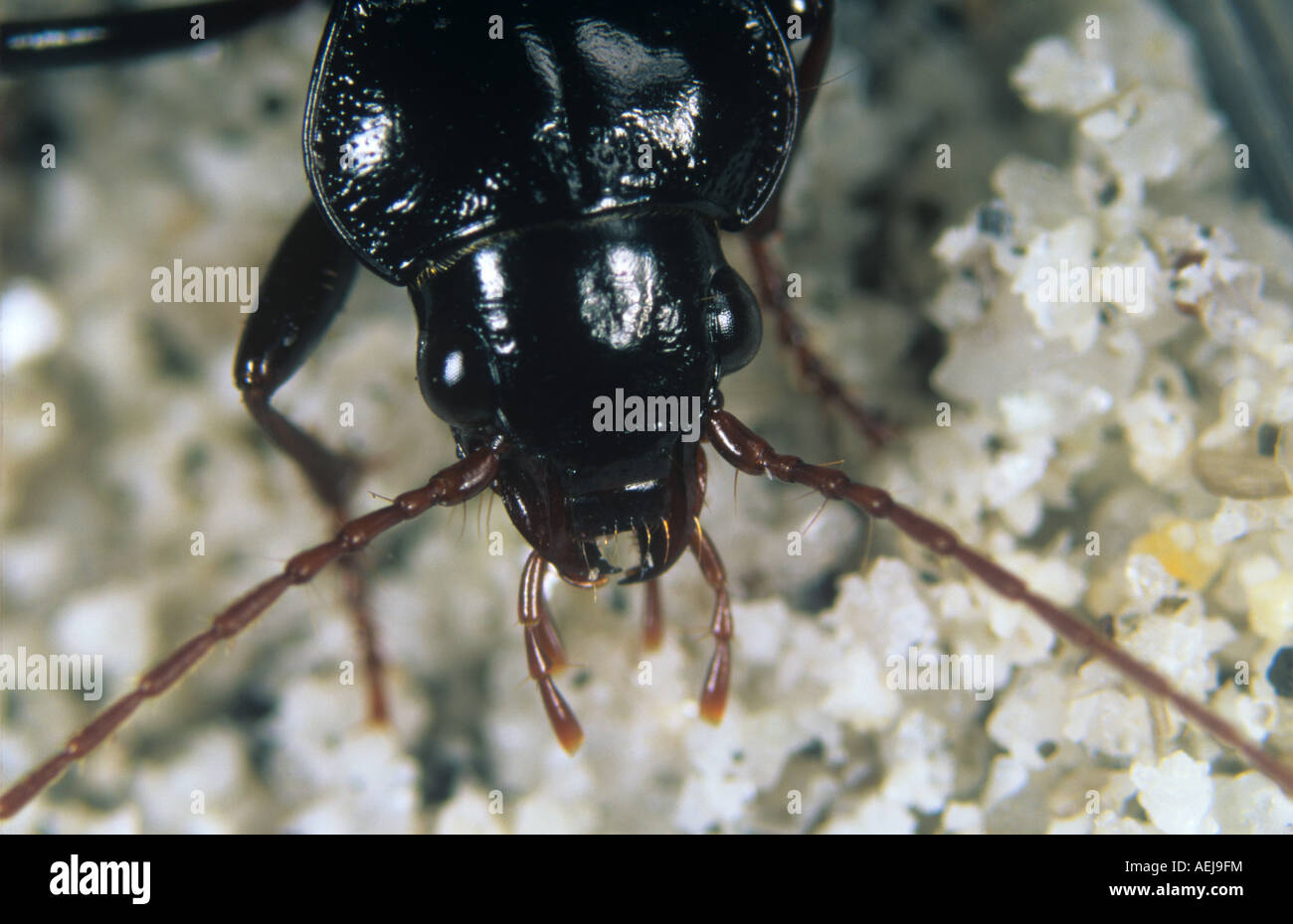 Beetle Mouthparts High Resolution Stock Photography and Images - Alamy