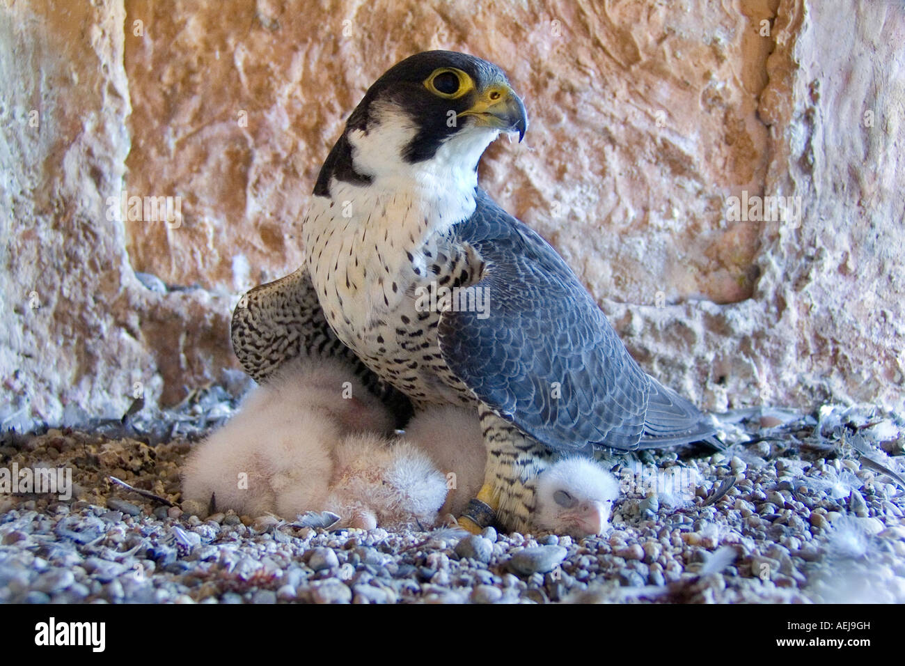 Peregrine Falcon (Falco peregrinus), female with fledglings Stock Photo ...