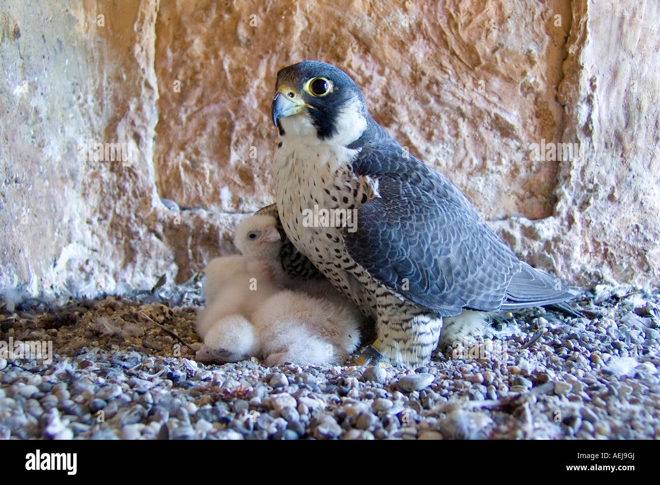 Female peregrine falcon hi-res stock photography and images - Alamy