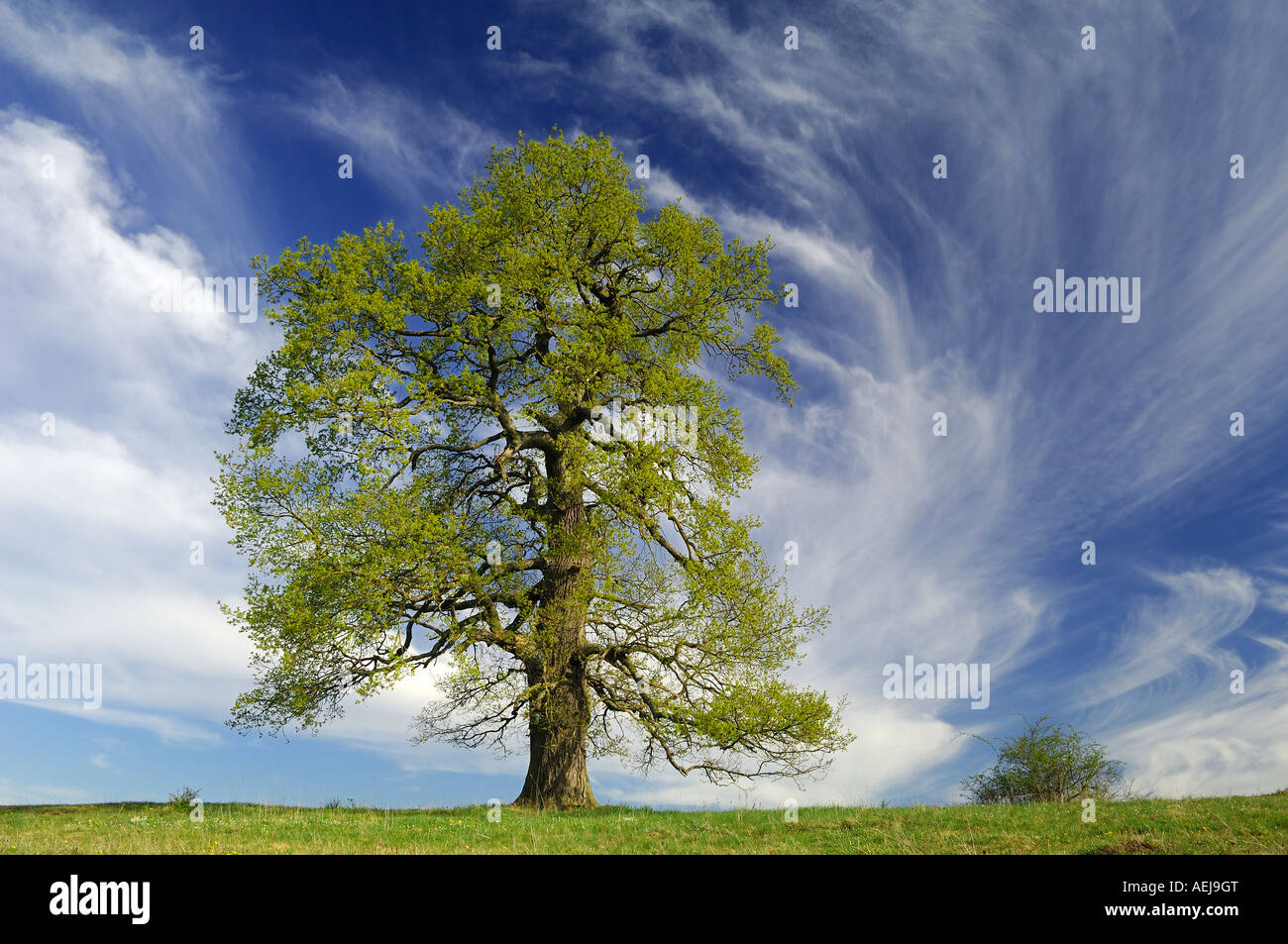 Quercus robur hi-res stock photography and images - Alamy