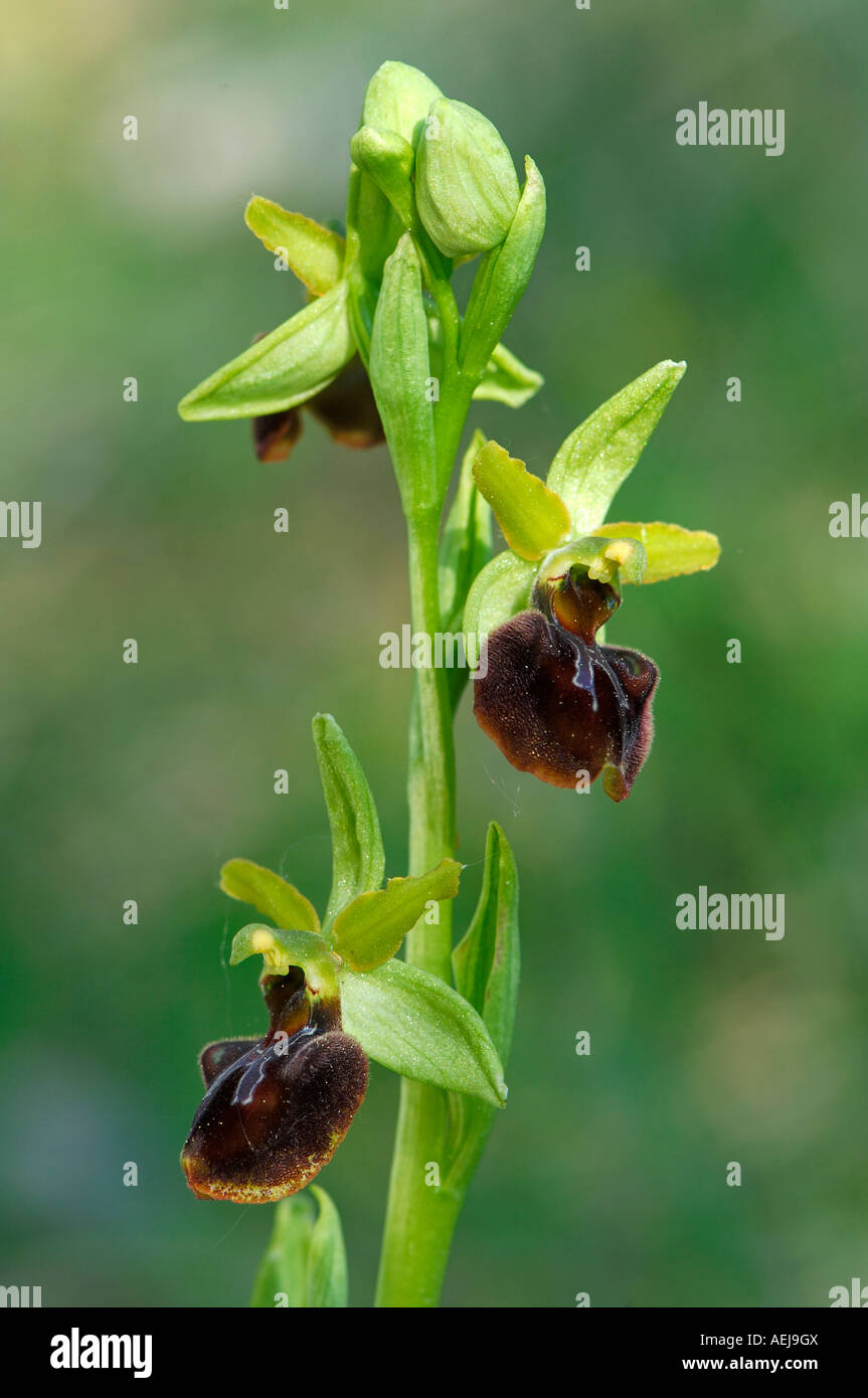 Early spider-orchid (Ophrys sphegodes Stock Photo - Alamy