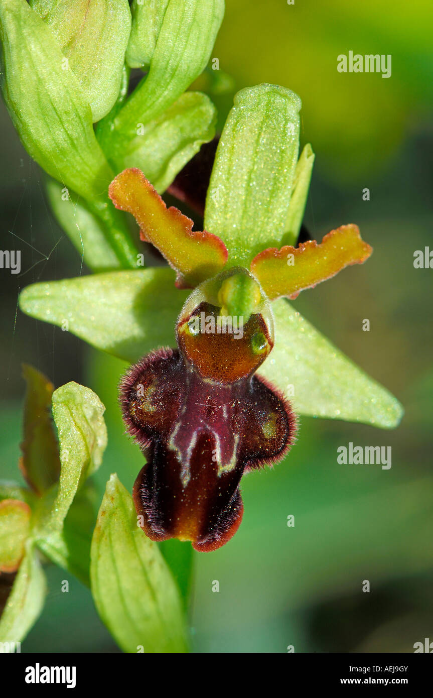 Early spider-orchid (Ophrys sphegodes Stock Photo - Alamy