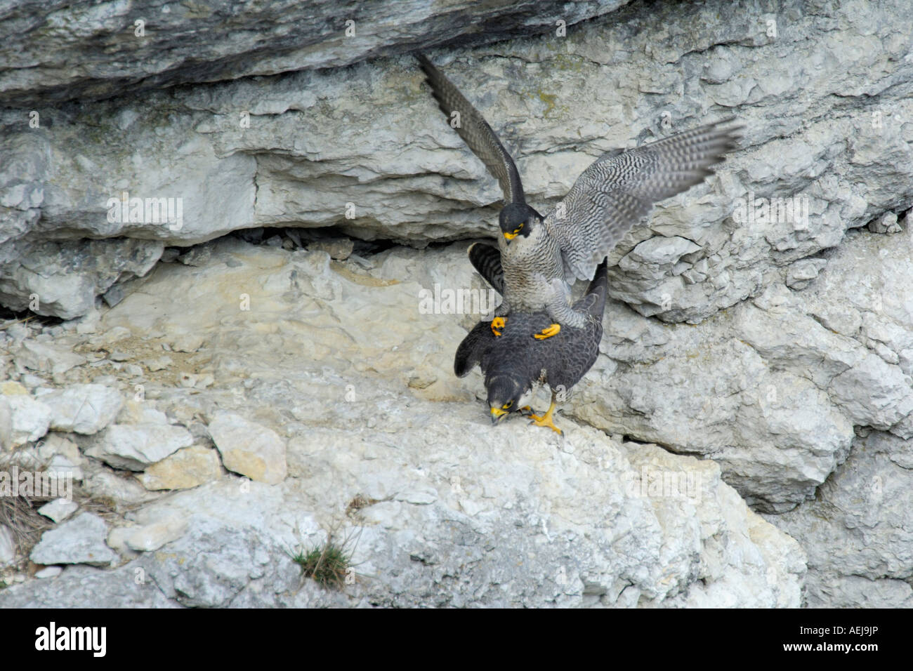 Peregrine Falcon (Falco peregrinus) intercourse Stock Photo - Alamy