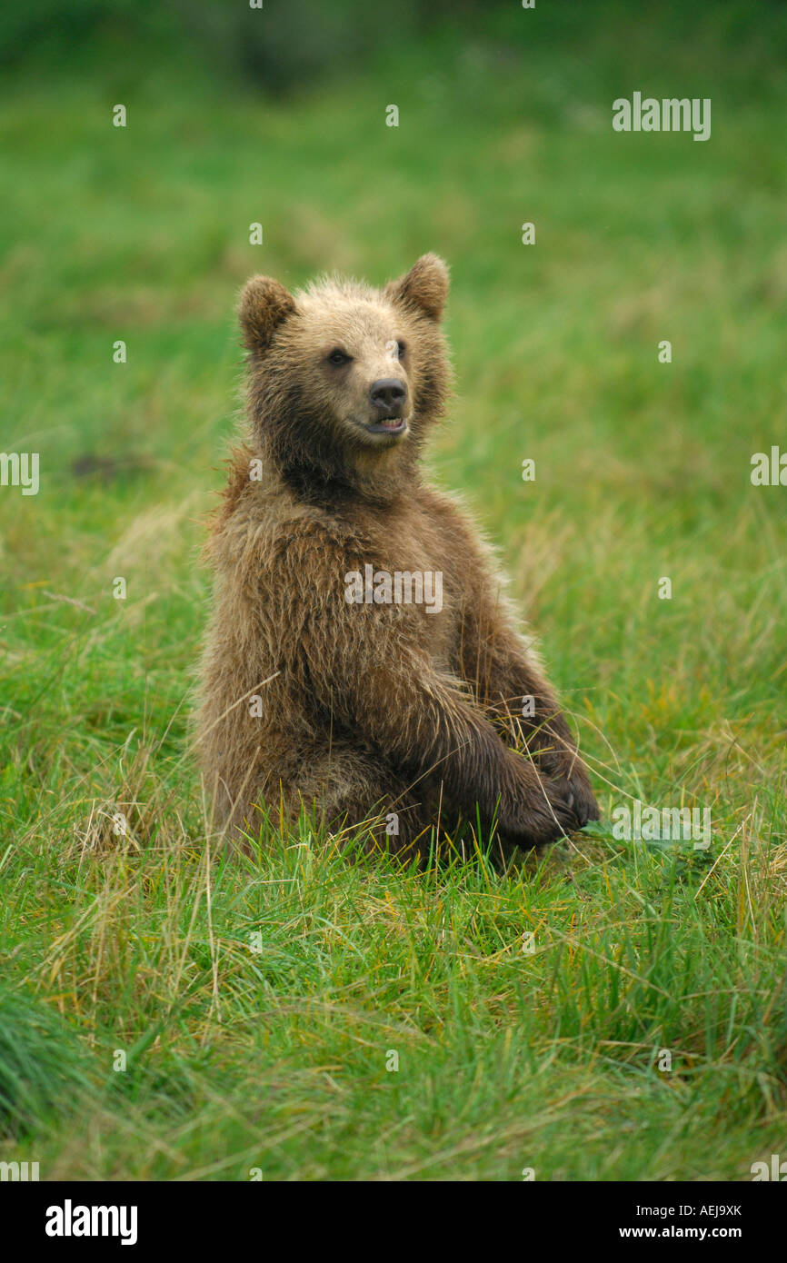 Sitting bear hi-res stock photography and images - Alamy