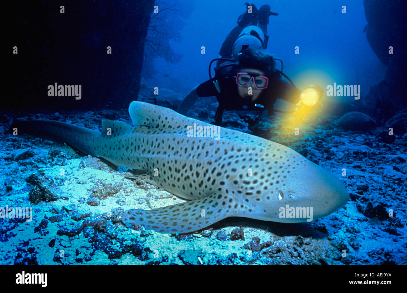 Diver watching fish Stock Photo - Alamy