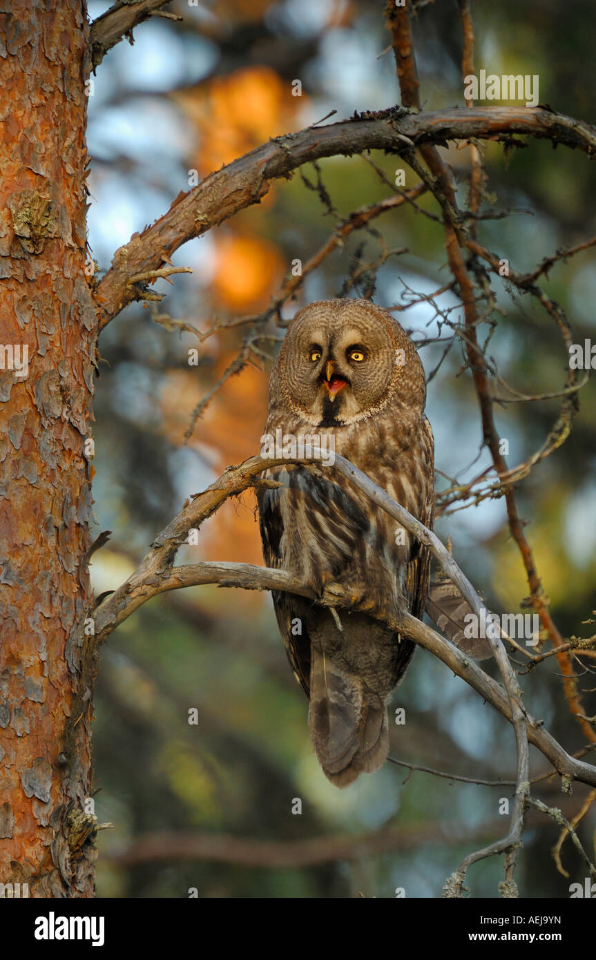 Coniferous Forest Animals And Adaptations